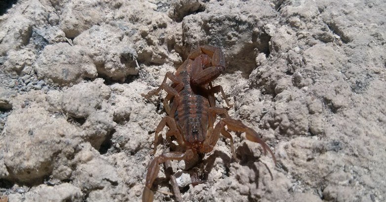 Alacranes de México