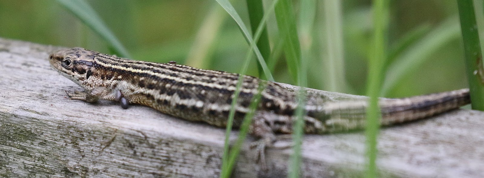 Birding with Flowers: A Few Bits & Pieces from Spurn