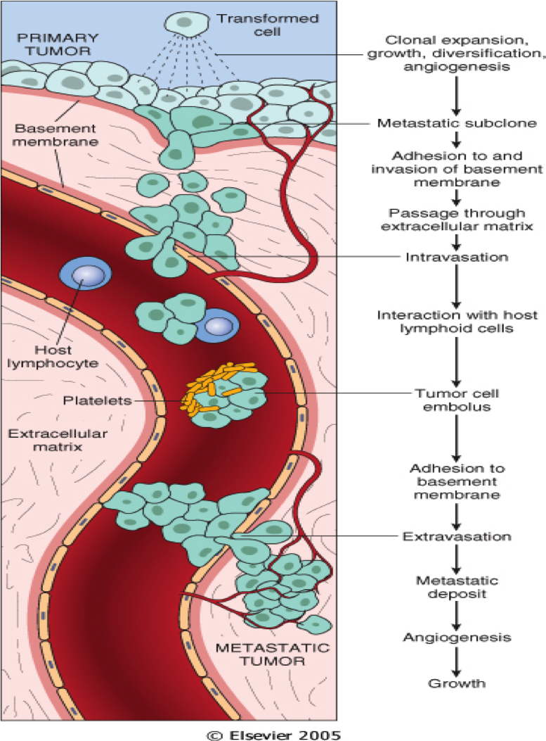 Natalie's Science Blog: Epithelia, tissue and growth disorders