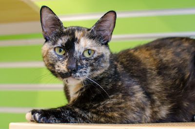 Progressive Charlestown: Kitty of the Week