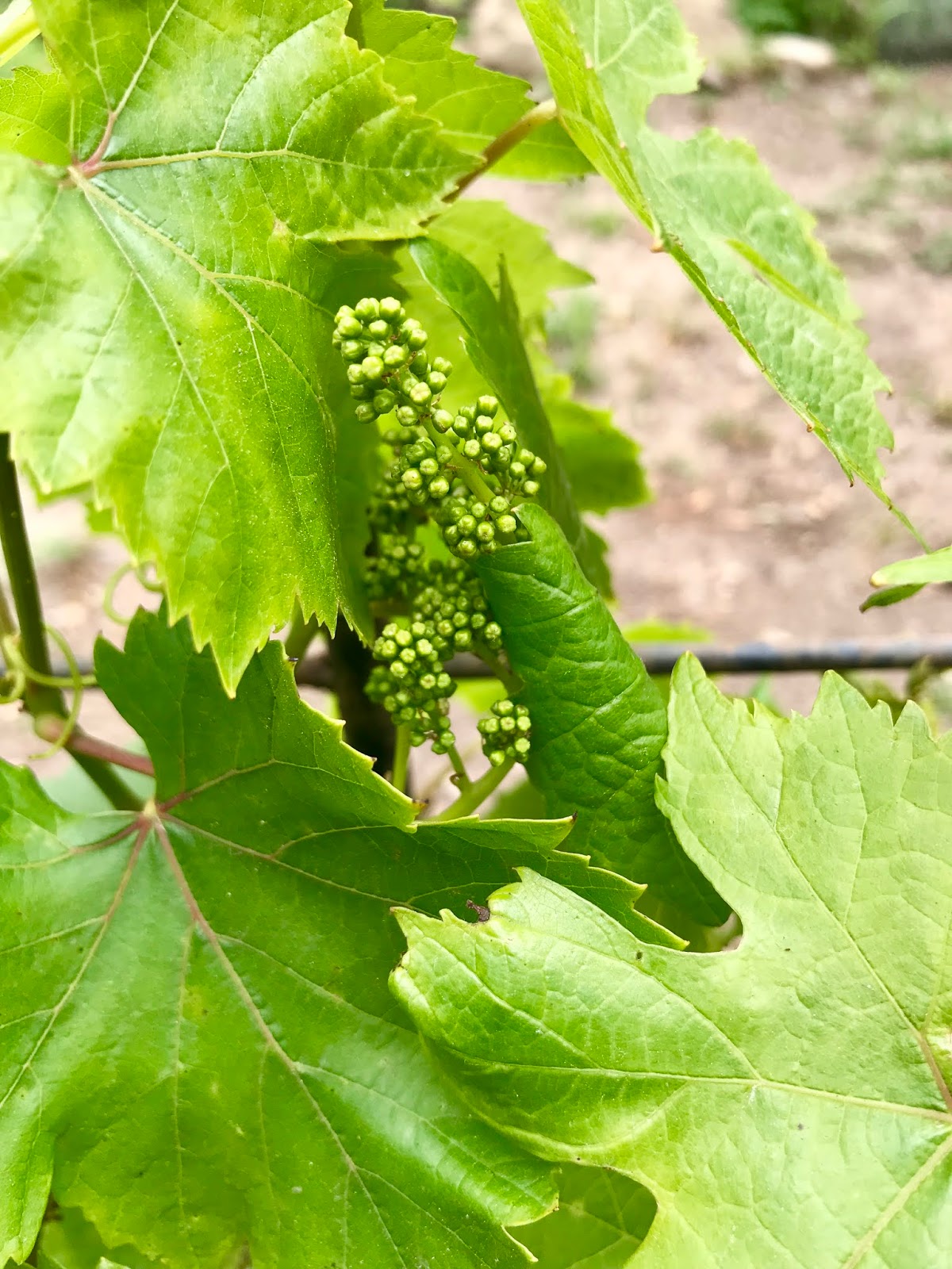 On Discovering A Garden: Gopher Resistant Plants