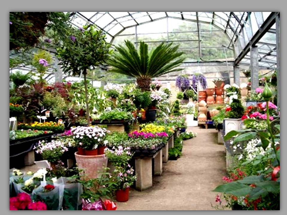 Spreebird: Pattoki “The City of Flowers