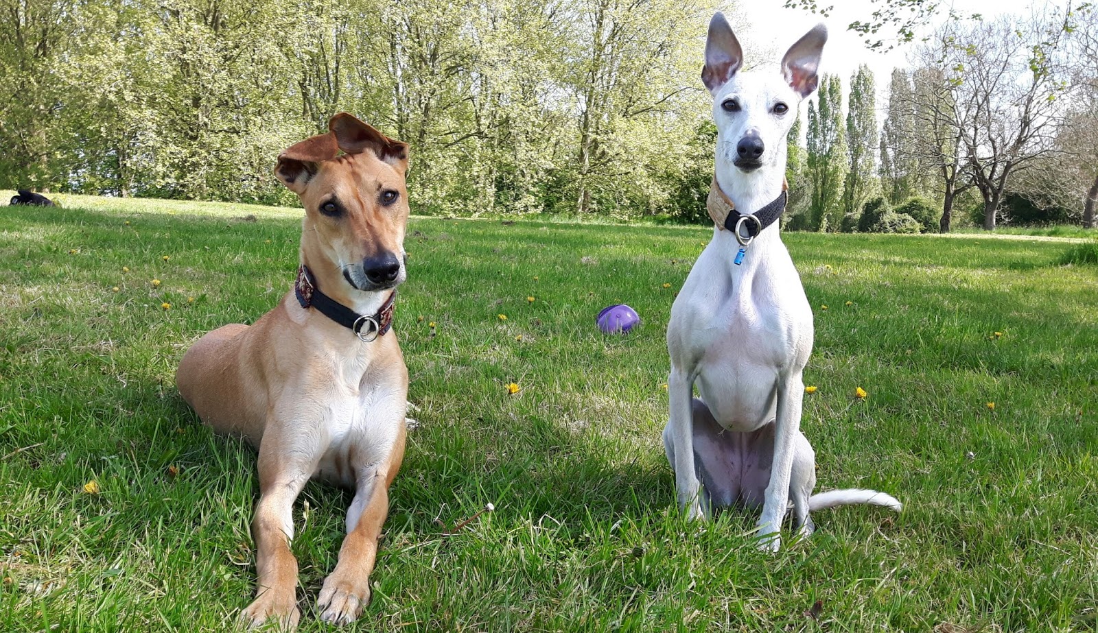 L'arrivée d'un deuxième lévrier