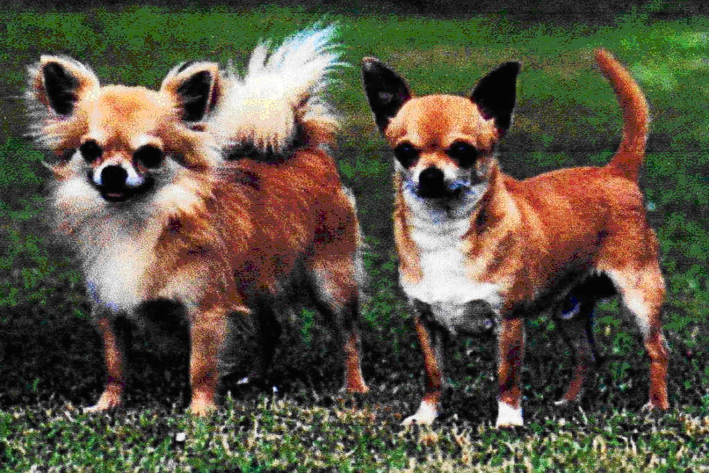 K R U H Y: Populárne druhy psov IV.