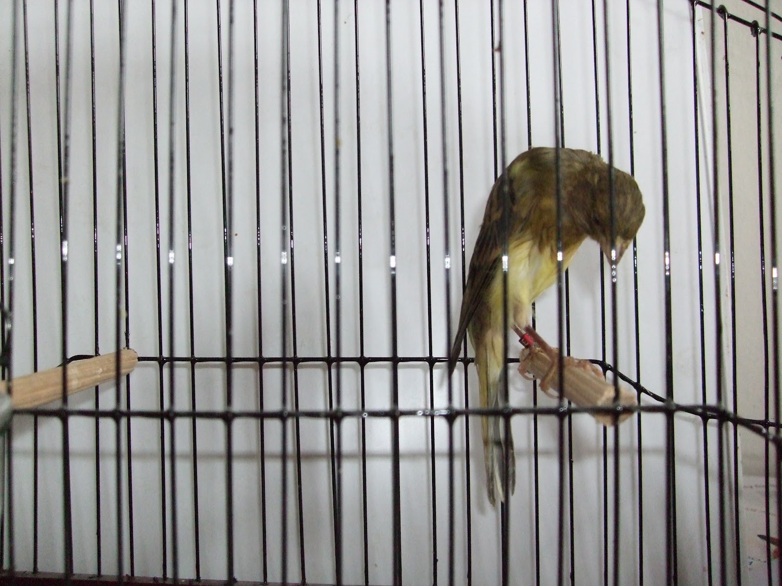 a scotch fancy canary blog