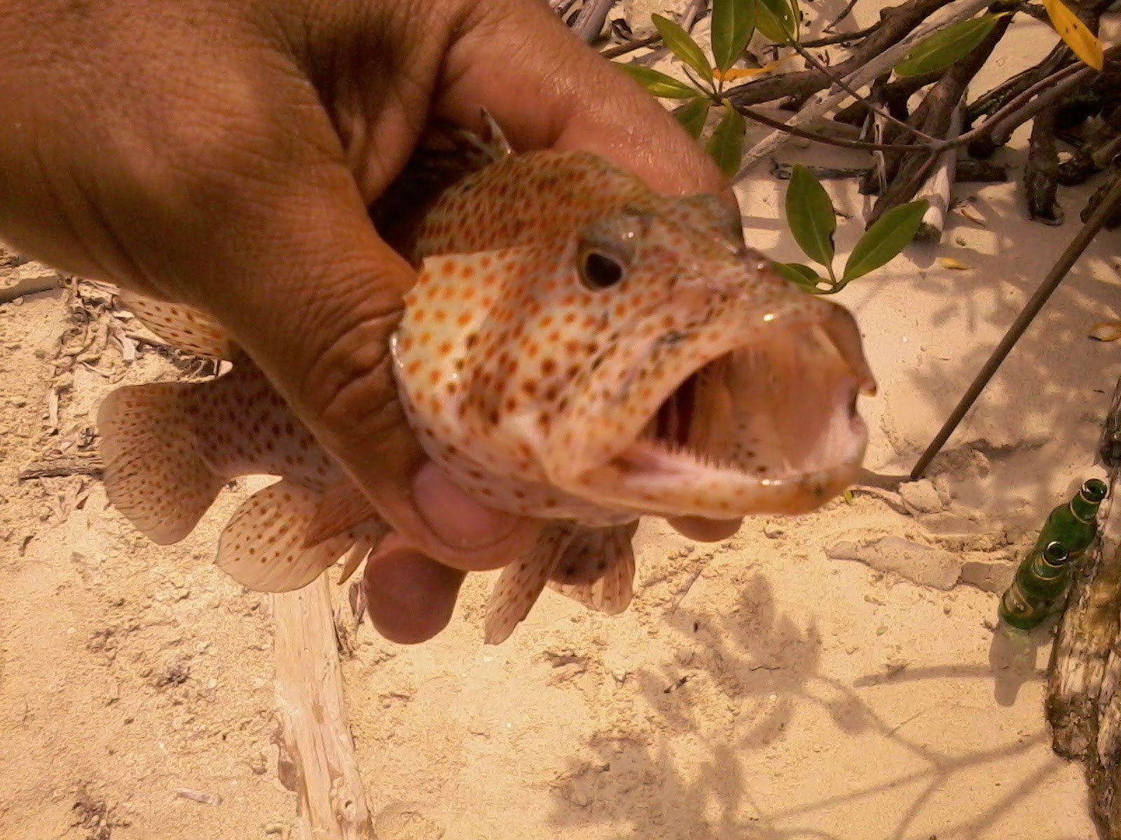 Pez Mero Pequeño. (LIBERADO)