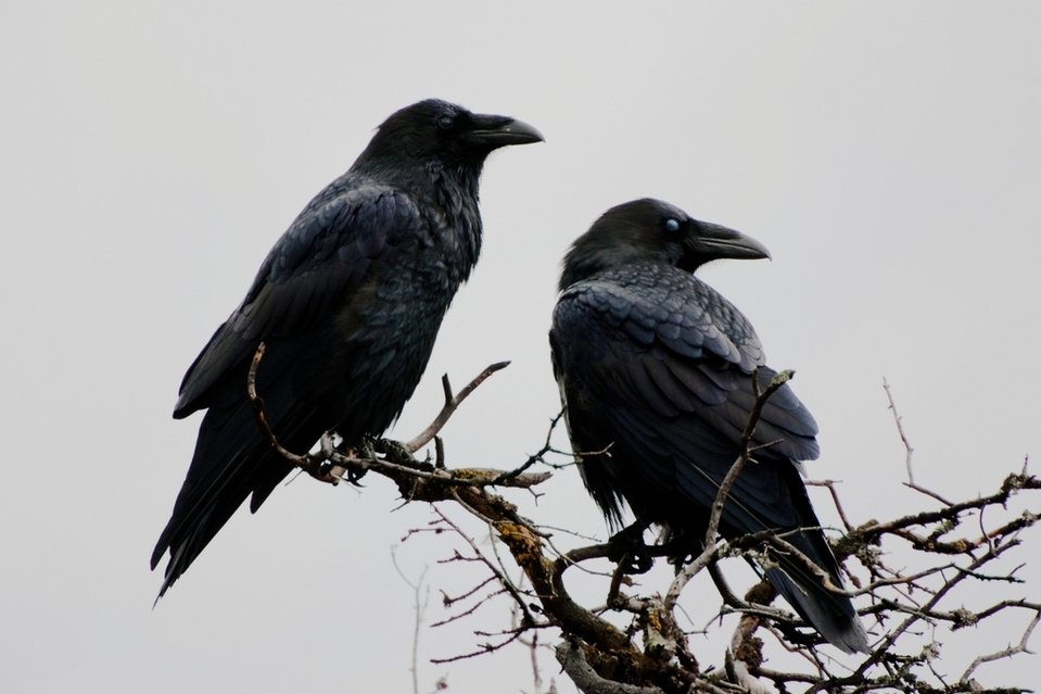 La fraternidad del cuervo