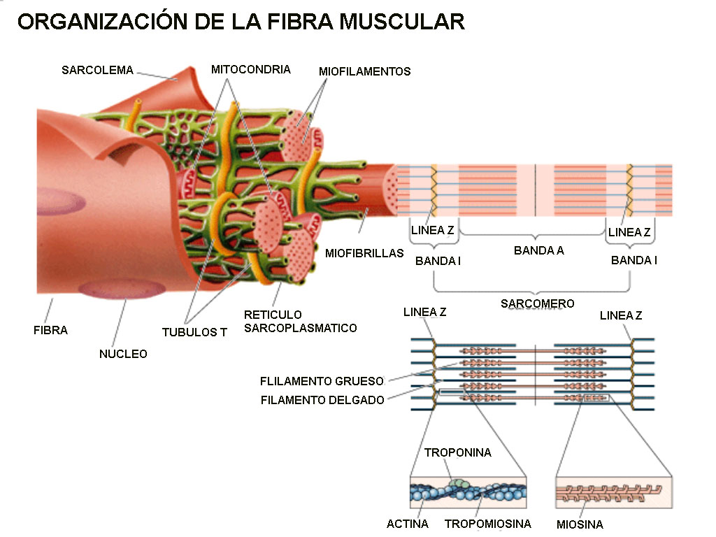 Fisioterapia: Sistema Muscular (Músculos) [Generalidades]