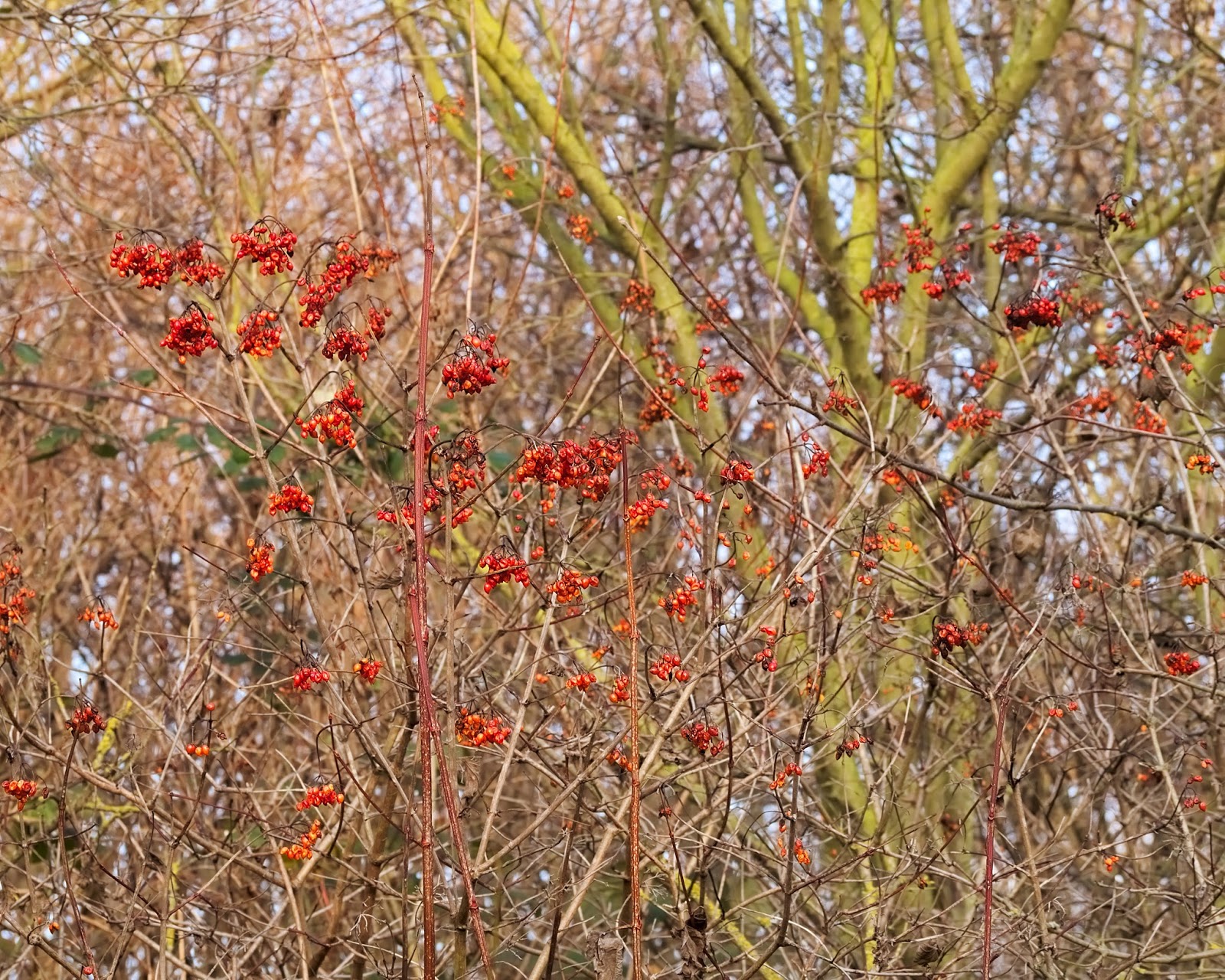 Milton Country Park Through the Year: January 2017