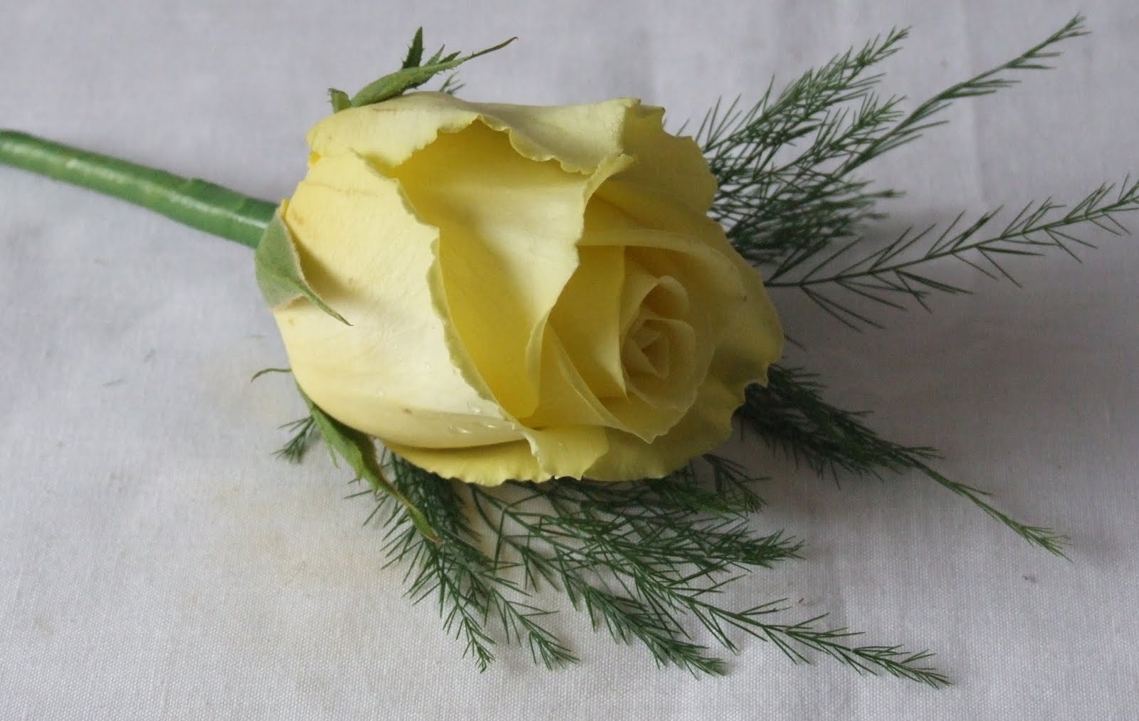 RJ's Florist: Yellow roses, white freesia and blue agapanthus