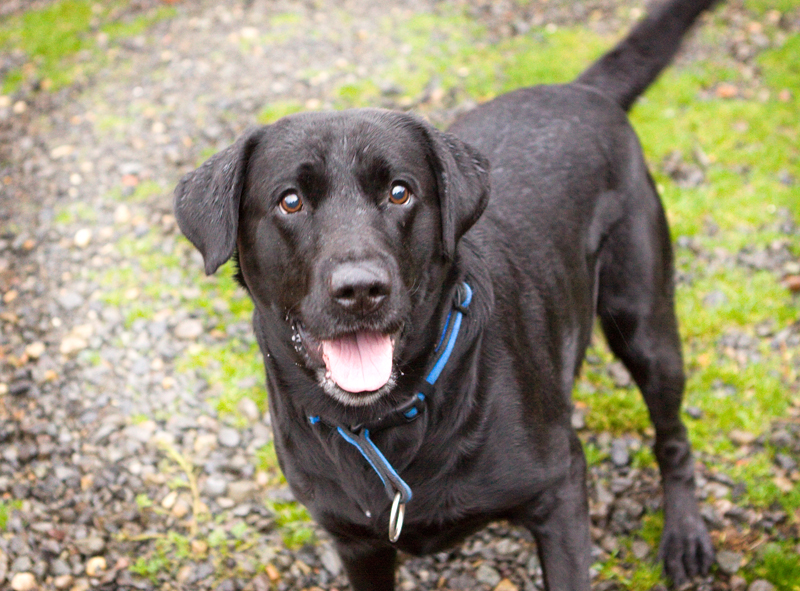 Shelter Dogs of Portland: "COLE" black lab love