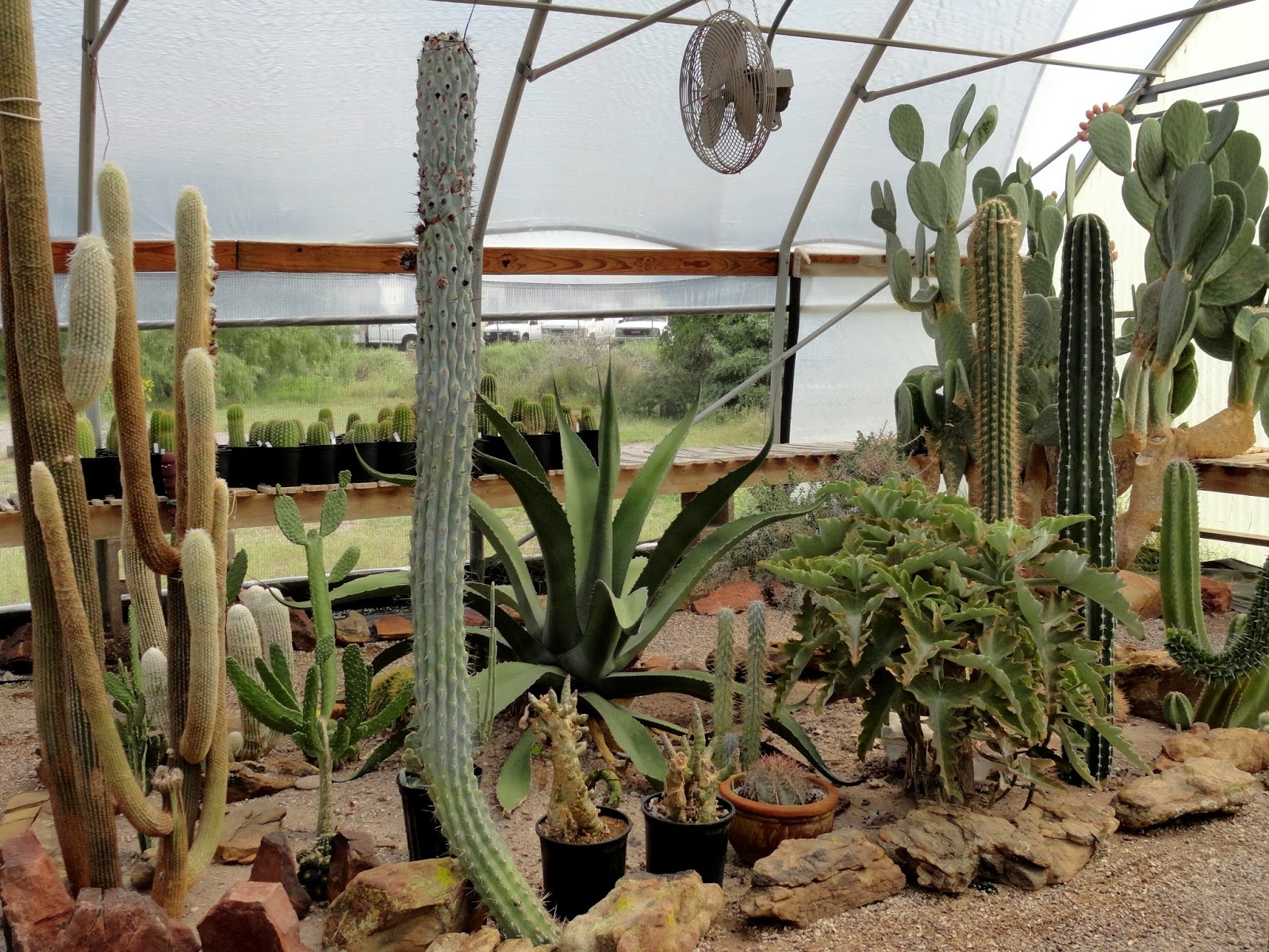 danger garden: Buffalo Bill’s Exotic Cactus Ranch, again (yawn….)