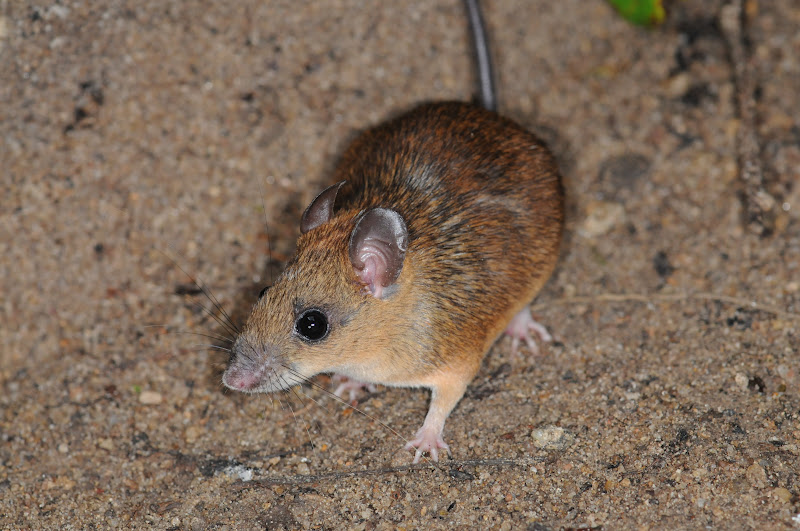 Live wildlife!: Perlis State Park 120505