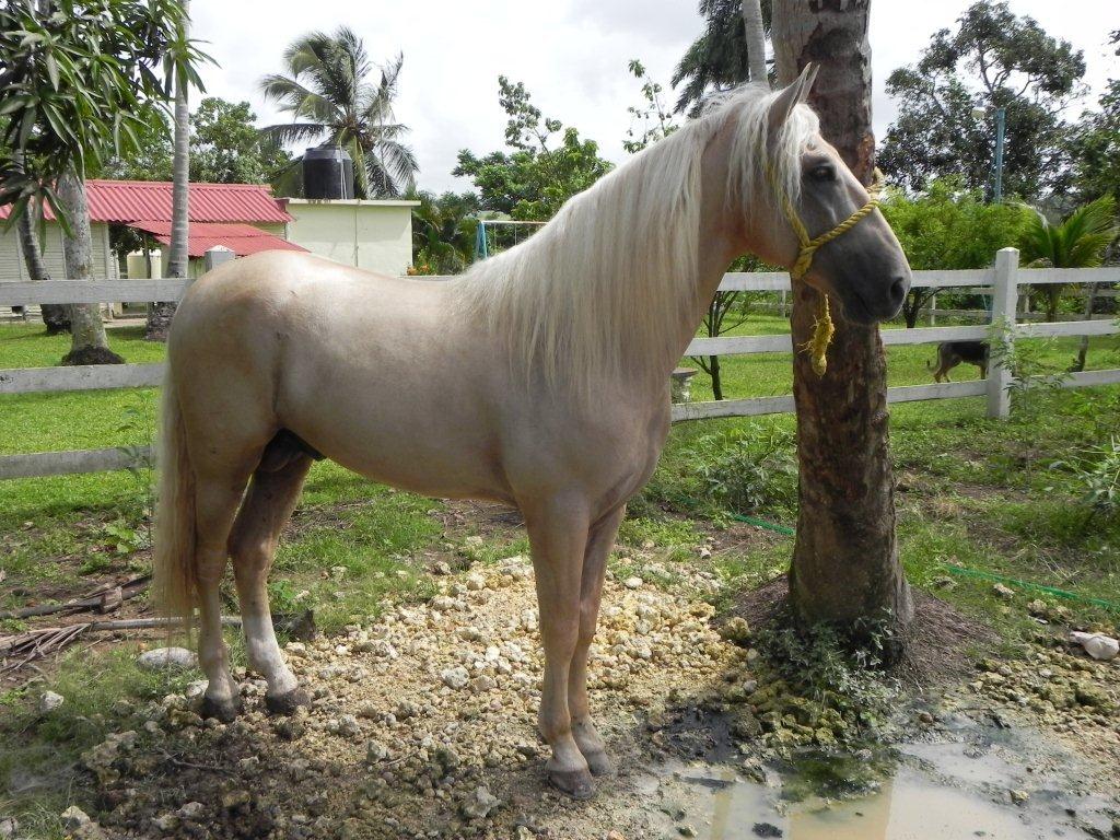 los caballos de paso fino y paso higueyano