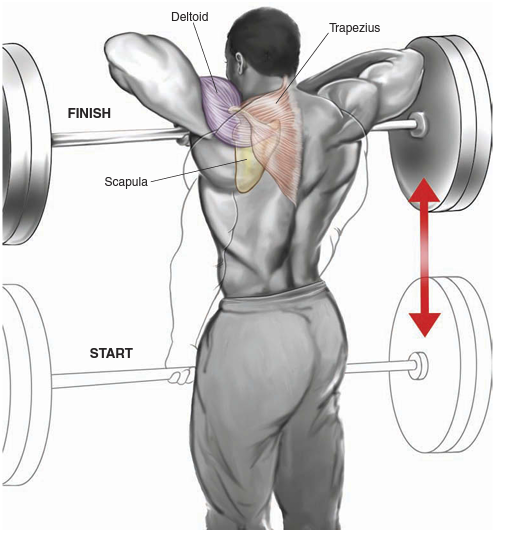 Best Shoulder Workout 5 Exercises Explained ~ Multiple Fitness