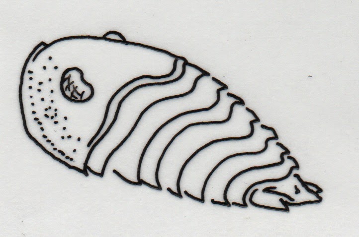 Ancient Landscapes: Draw your own trilobite!