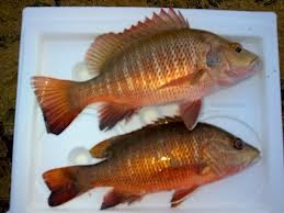 PANCING OH PANCING ikan dan udang galah ...cara mudah!!!!!: siakap merah