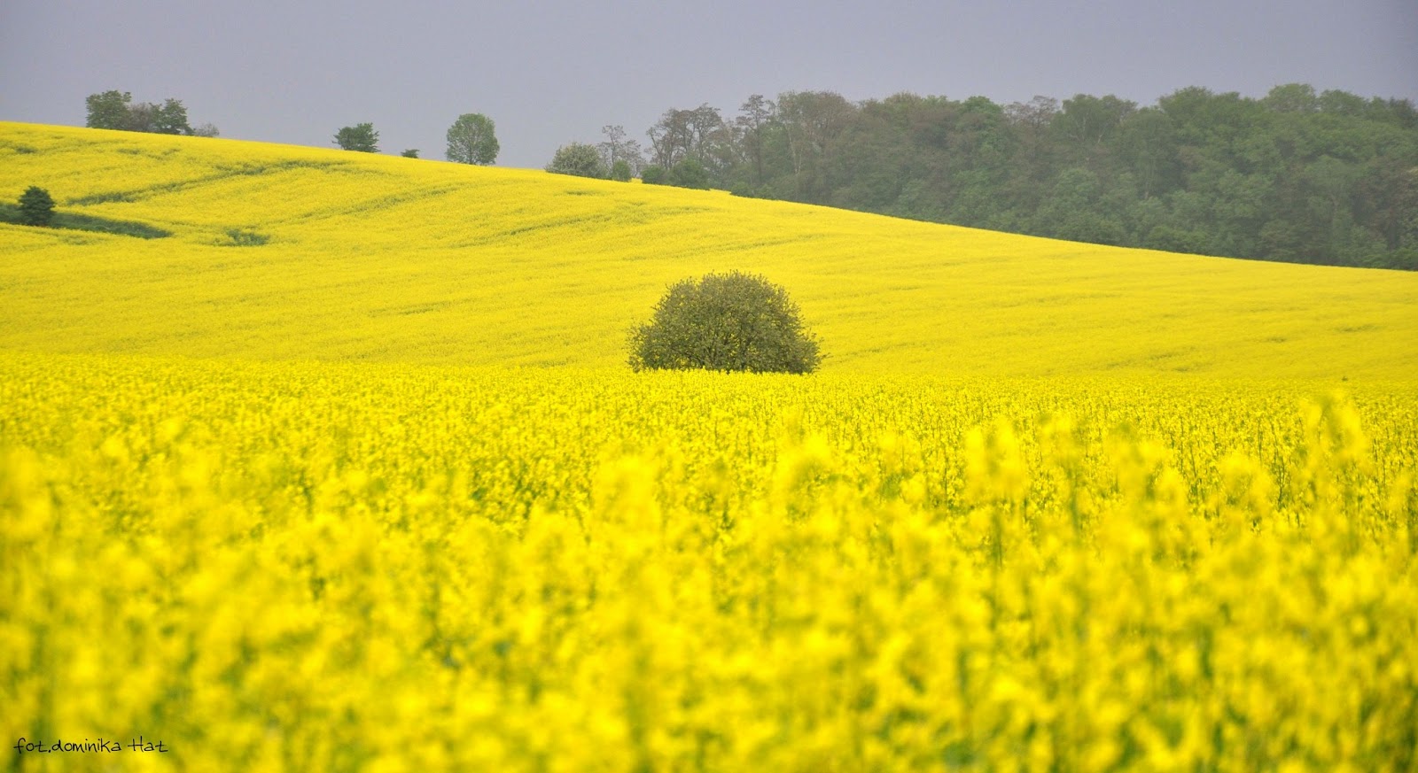 Treelamps: Kwitnące pola rzepaku