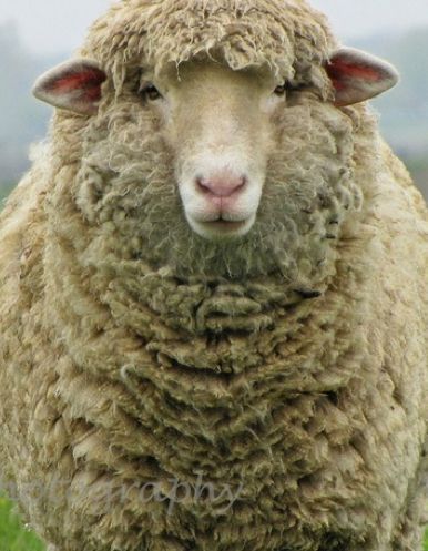 Content in a Cottage: Unsheared Sheep