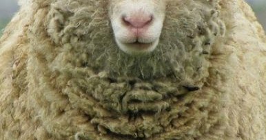 Content in a Cottage: Unsheared Sheep