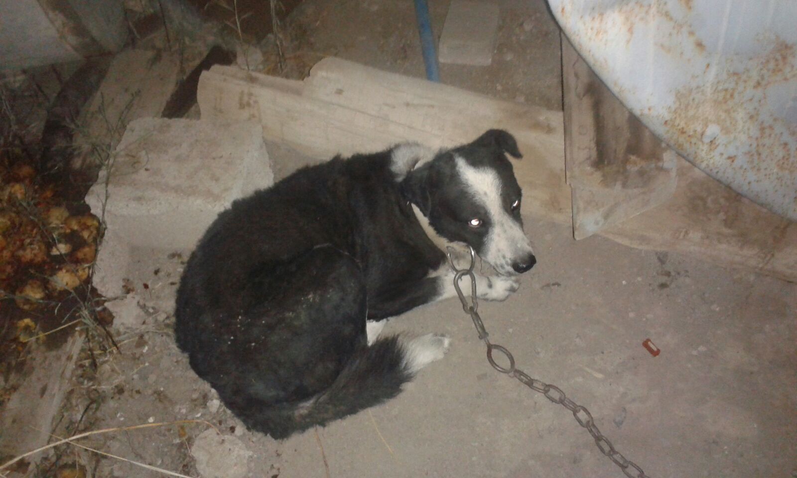 Gran Canaria Pets: AUXILIO URGENTE PARA UN PERRO AMARRADO EN MALAS ...