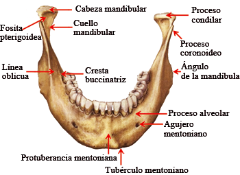 ANATOMÍA HUMANA: julio 2018