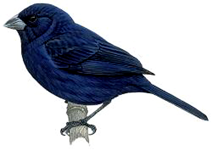 Bellas Aves de El Salvador: Amaurospiza concolor(semillero azul - "Blue ...