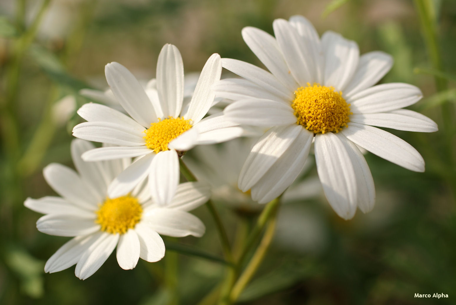 Marco Alpha Fotografie: Bloemen uit eigen tuin