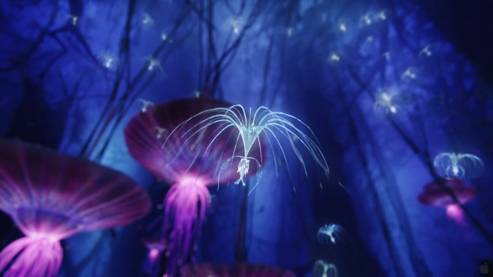 purpura: EL MITO DE PANDORA