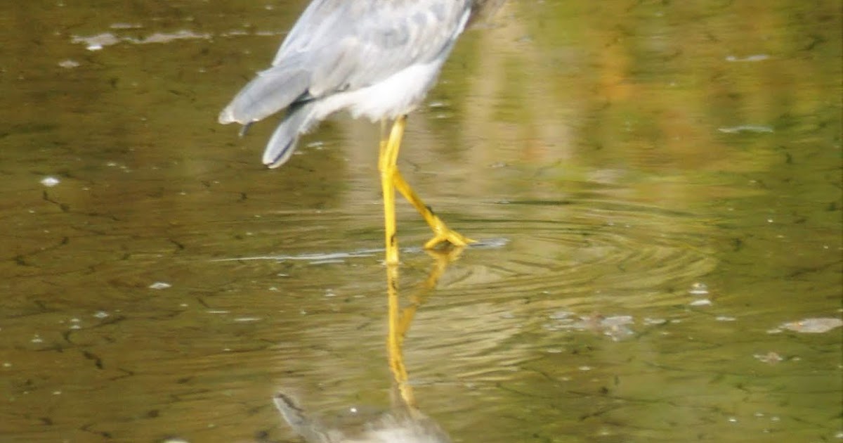 HOW IN THE WORLD!!: the exploding Blue Heron... a metaphor