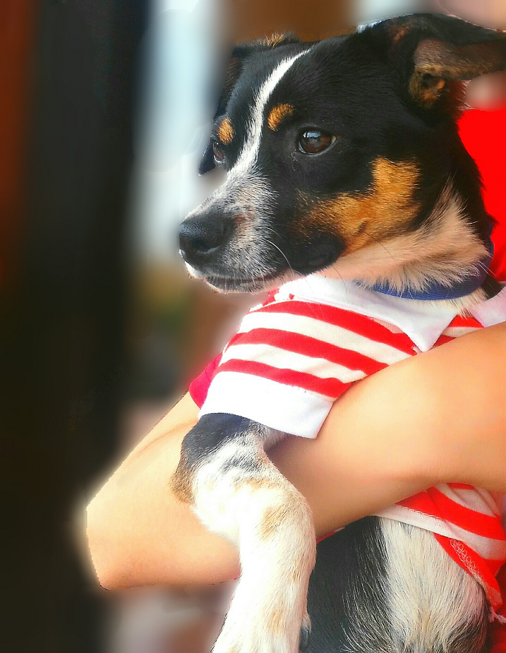 Milo il cane più bello del mondo