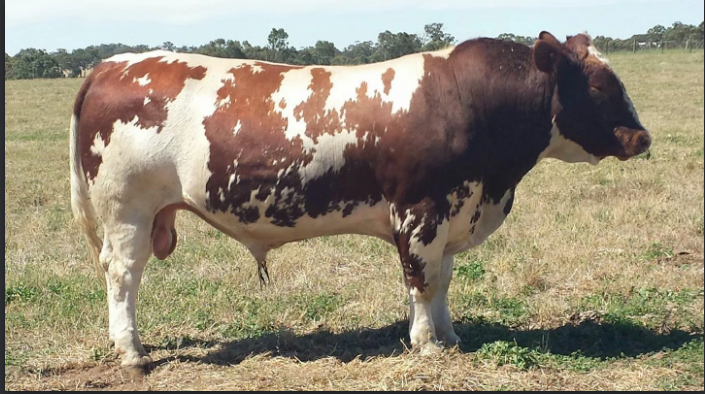 Top 10 Biggest Cattle Breeds In The World - Biggest Cows