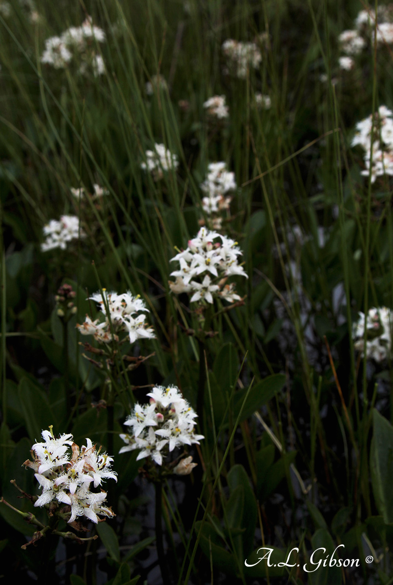 The Buckeye Botanist: The Bruce Peninsula Part IV: Roadside Plants ...