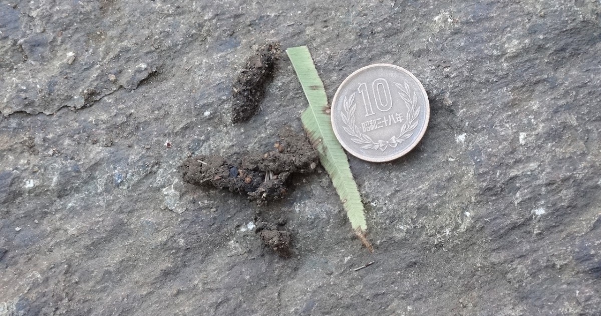 故有事: テン糞の内容物 The contents of marten's droppings