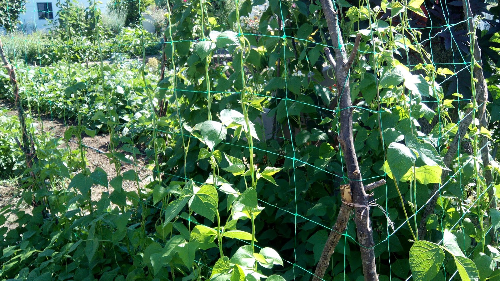 A HORTA DO JOÃO: Feijoca