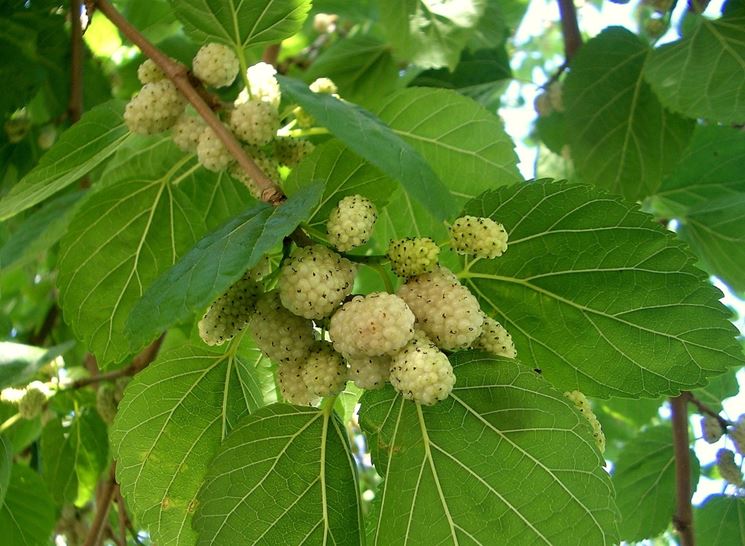 AmicoMario: LE MORE DI GELSO: PREZIOSI FRUTTI DA TEMPO DIMENTICATI ...