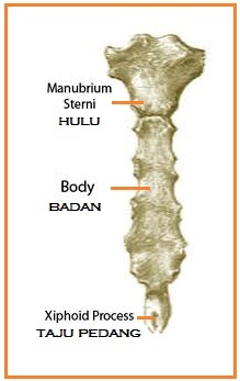 BIOLOGI GONZAGA: BIO 4 SD SISTEM GERAK