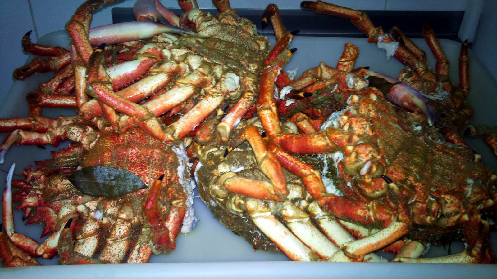 pachicocinando.com: Preparación de un pastel de centolla gallega