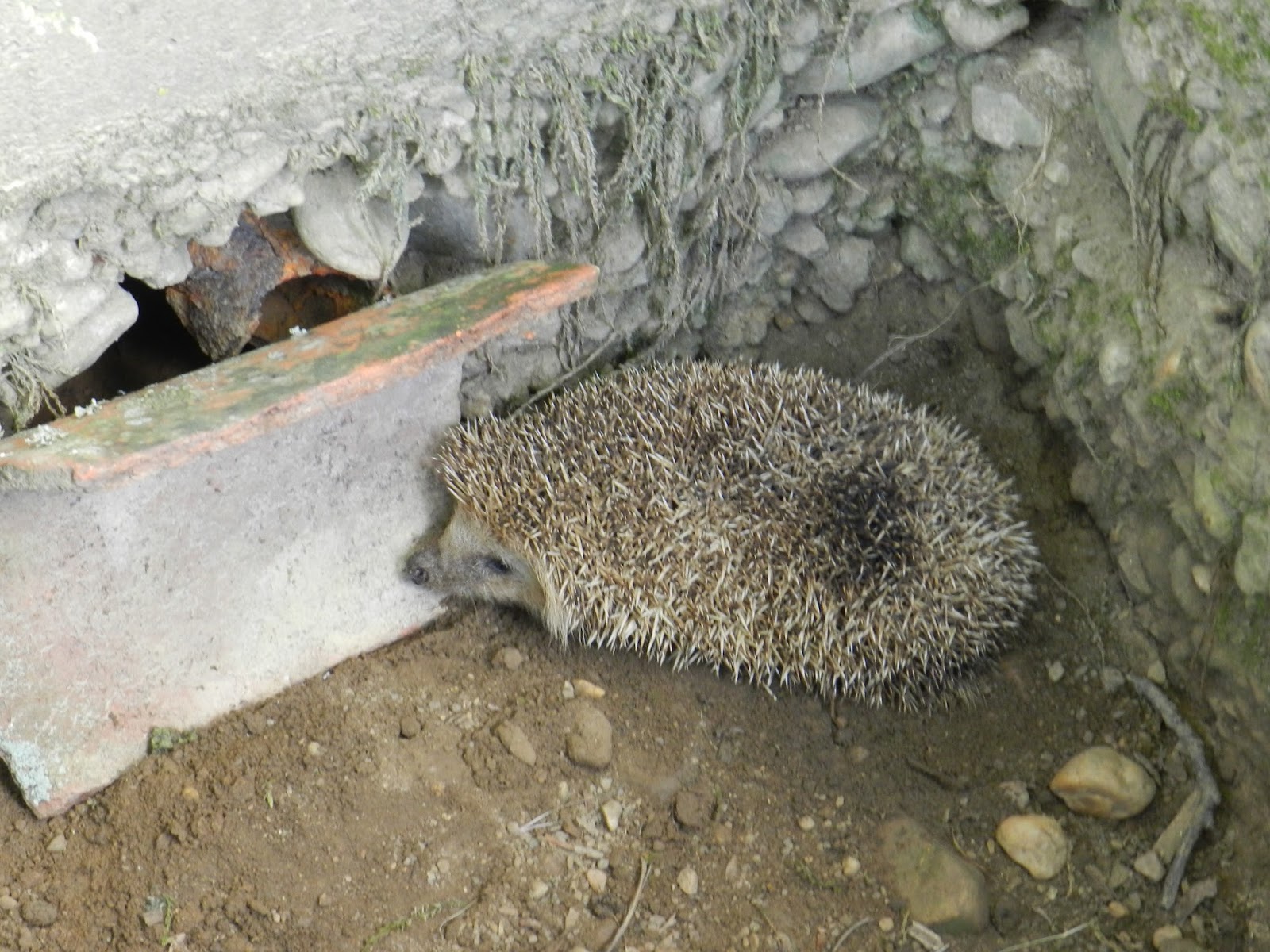 Con POSADA y TORRE : ERIZO COMÚN,. Erinaceus europaeus ( Erinaceidos )