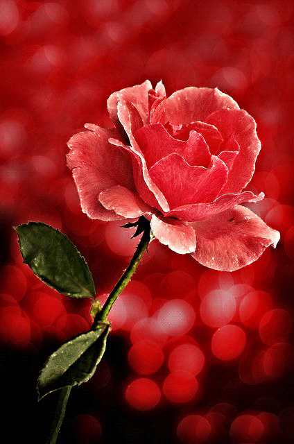 Gif_ROSES_ Animated Images_1_(20 item) | Joy Design Studio