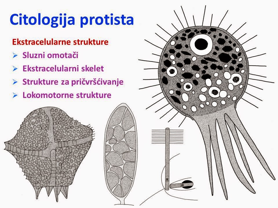 OPŠTA ALGOLOGIJA: TOKSIKOLOGIJA ALGI