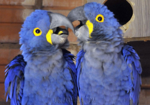 ASOCIACION ECOLOGISTA RIO MOCORETA: PAPAGAYO AZUL buscan aumentar ...