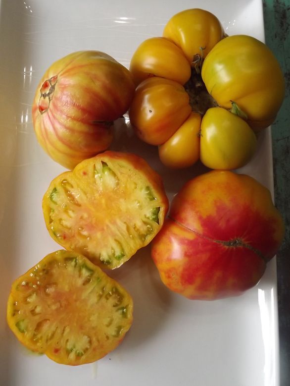 Mouse River: Tomatoes