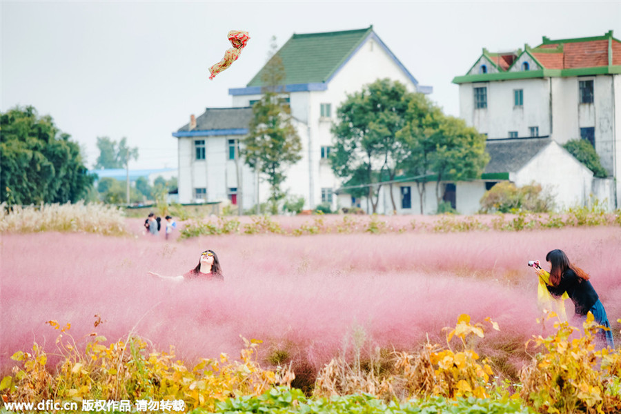Romantic in Pink: Wild Pink Grass Field in Shanghai, China - For Urban ...