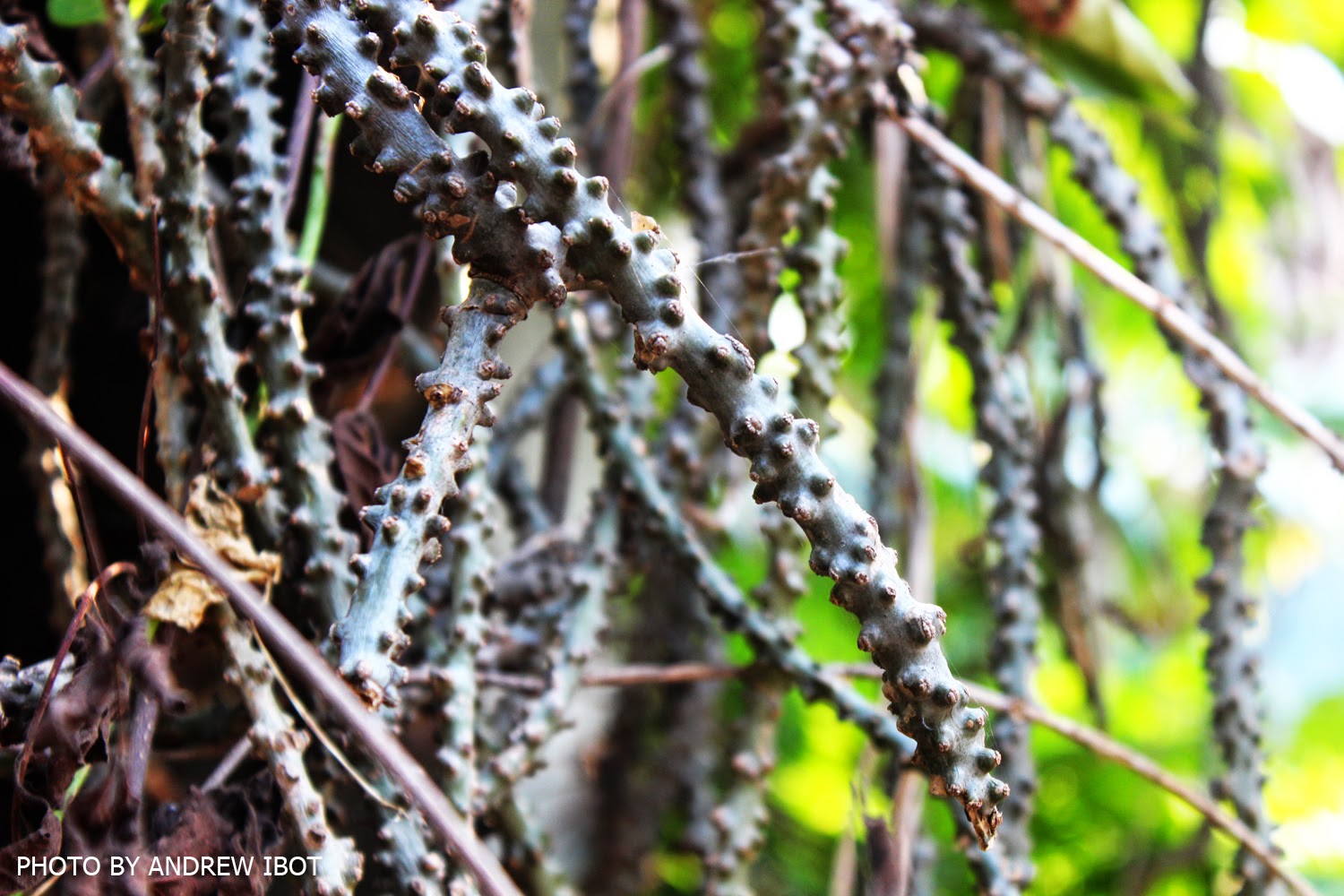 Ako si ANDREW IBOT!: Makabuhay (Tinospora rumphii Boerl)