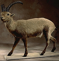 Pyrenean Ibex ~ World Extinct Animals