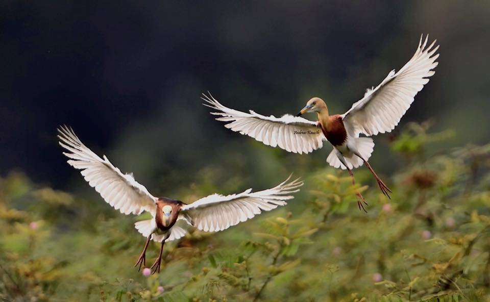 Klasifikasi, Nama Latin, dan Deskripsi Burung Blekok Sawah (Ardeola ...