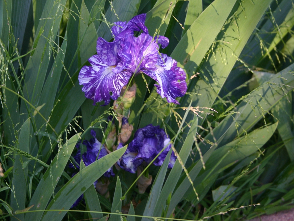 Crazykelly of Cowlifornia: Spring Planting April 16-17