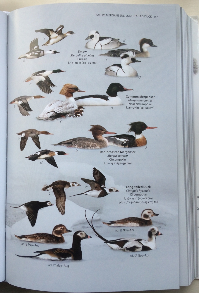 Shropshire Birder: Book review - The Arctic Guide - Sharon Chester