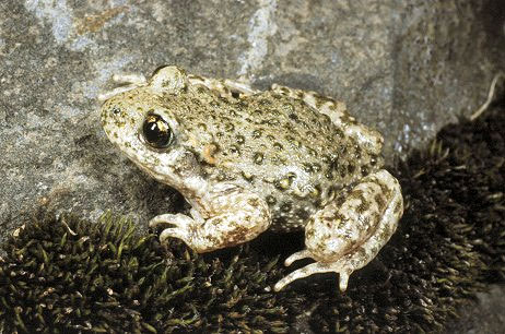 Kehidupan Naturalku: VERTEBRATA- Amphibia